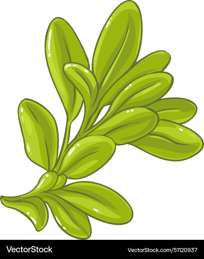 Sage plant colored detailed Royalty Free Vector Image