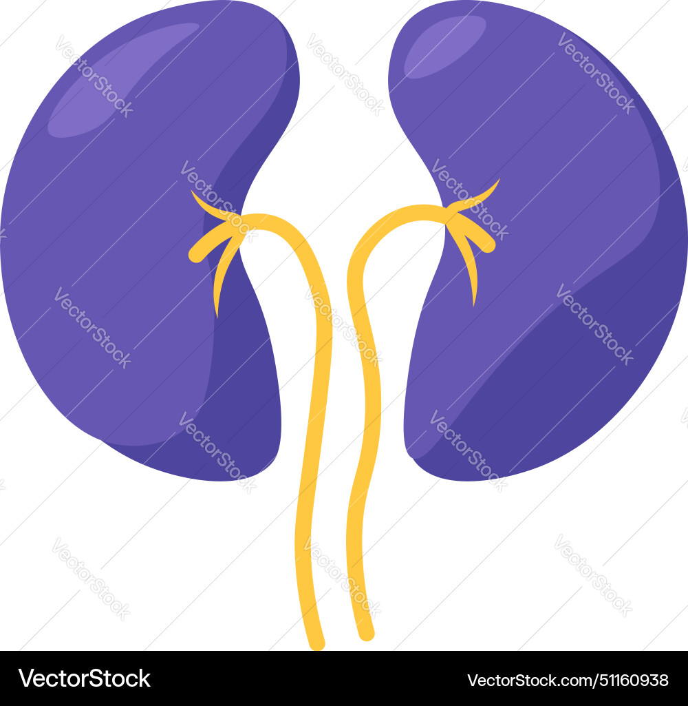 Healthy human kidney system icon part of urinary Vector Image