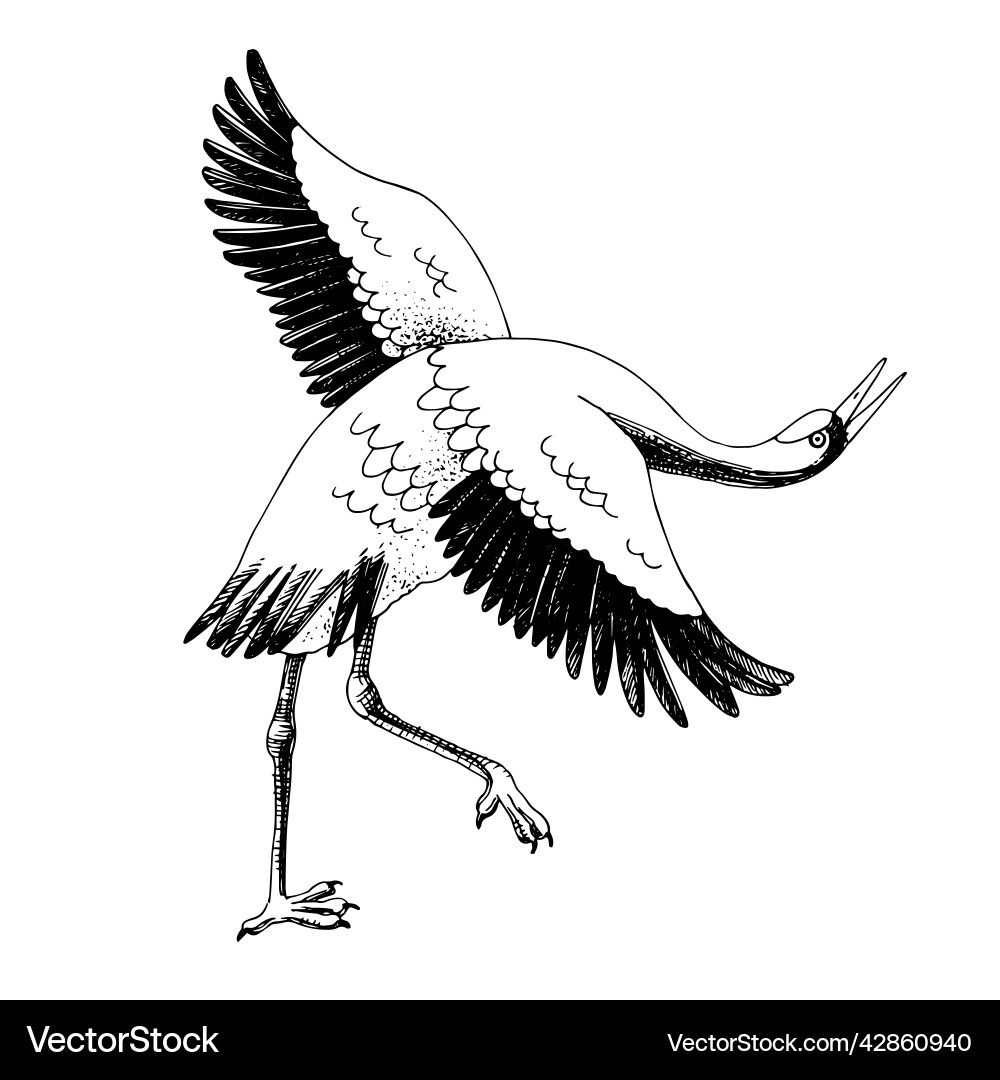 Hand drawn chinese red crowned crane Royalty Free Vector