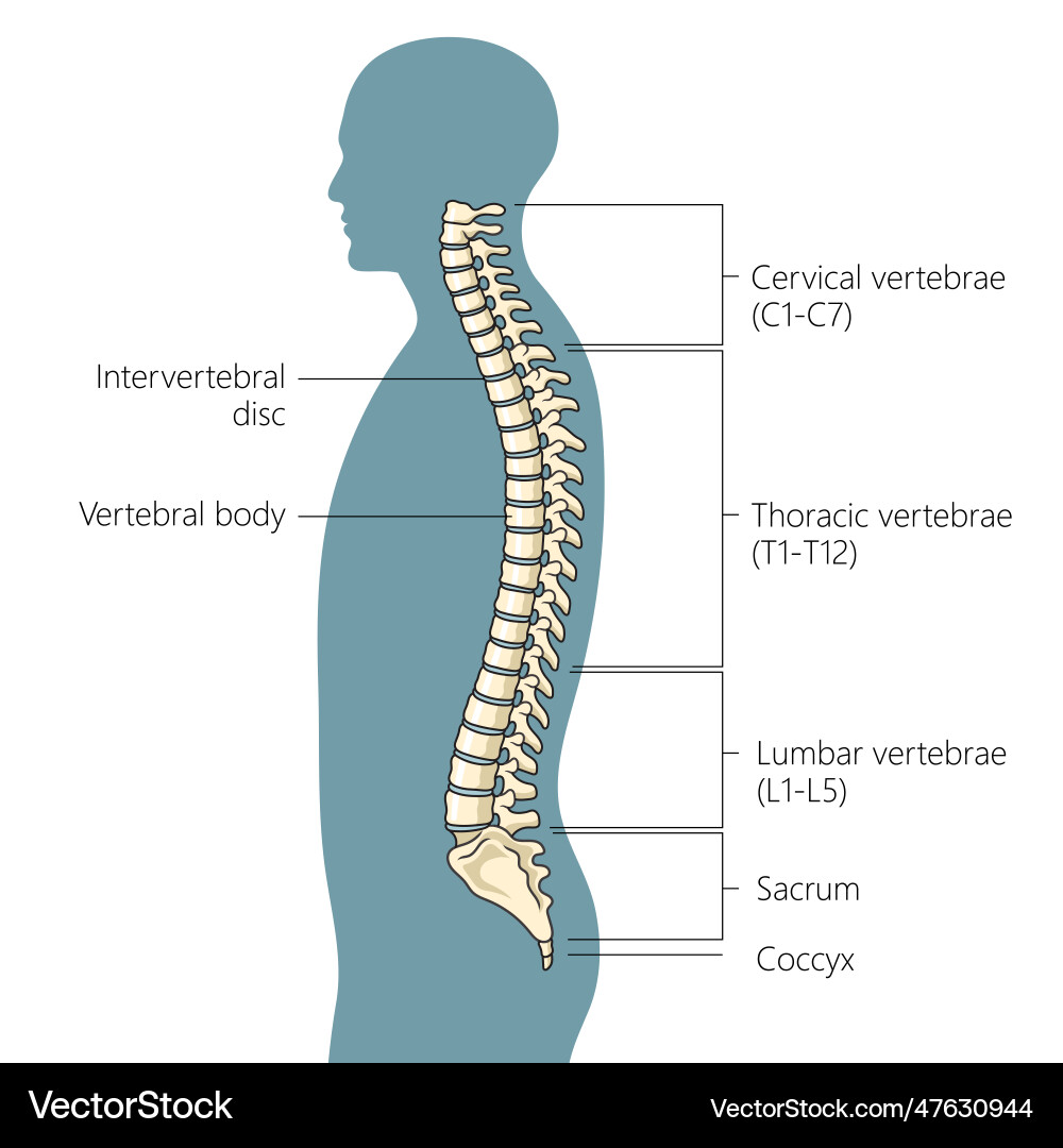 Human Spine Anatomy Diagram Royalty Free Vector Image