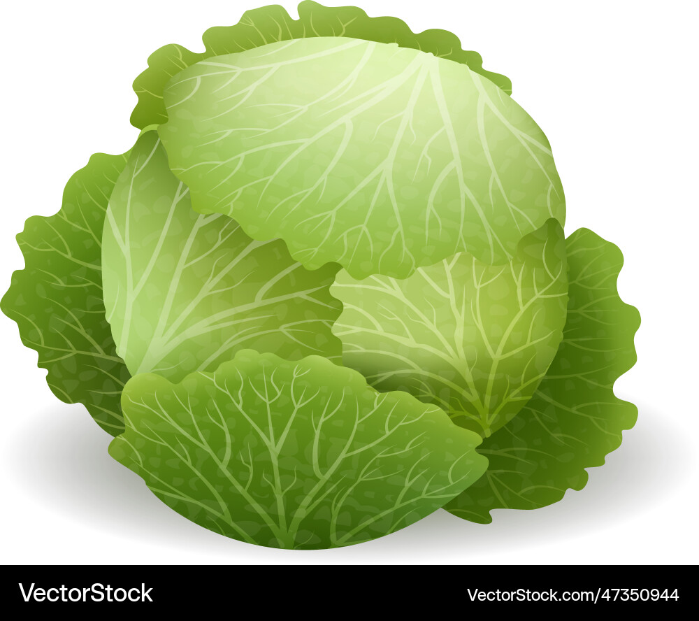 Realistic fresh cabbage Royalty Free Vector Image