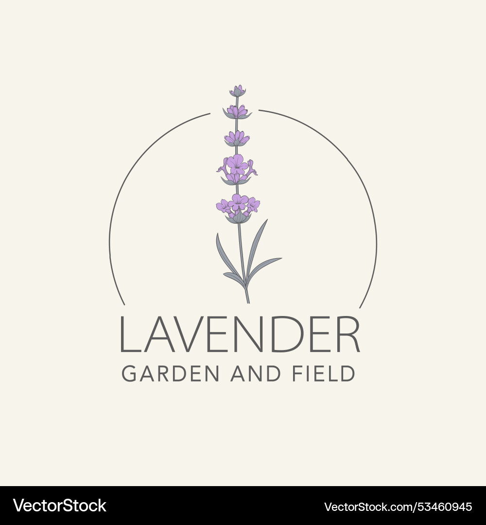 Lavender flower logo floral design label Vector Image