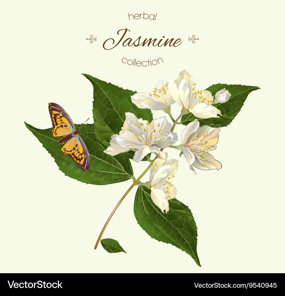 Realistic of jasmine Royalty Free Vector Image