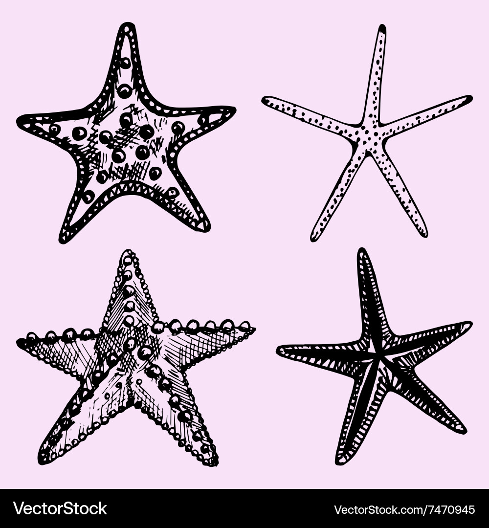 Starfish Royalty Free Vector Image - VectorStock