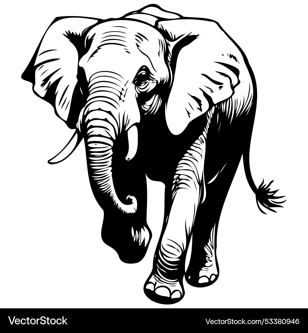 Borneo elephant jump monochrome outline drawing Vector Image