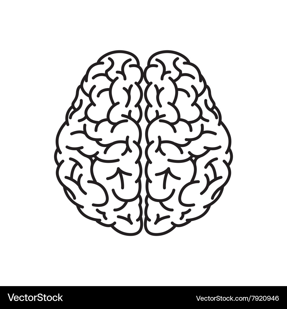 Human brain outline top view Royalty Free Vector Image