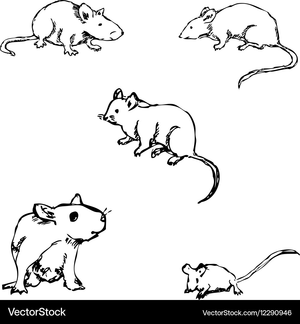 Mice a sketch by hand pencil drawing Royalty Free Vector