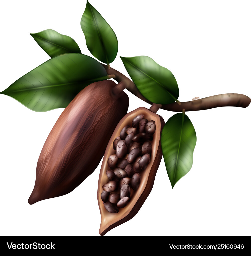 Realistic cocoa tree composition Royalty Free Vector Image