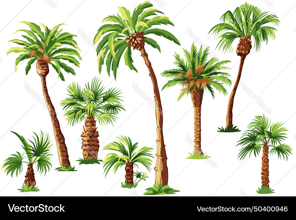 Set palm trees isolated on white background Vector Image