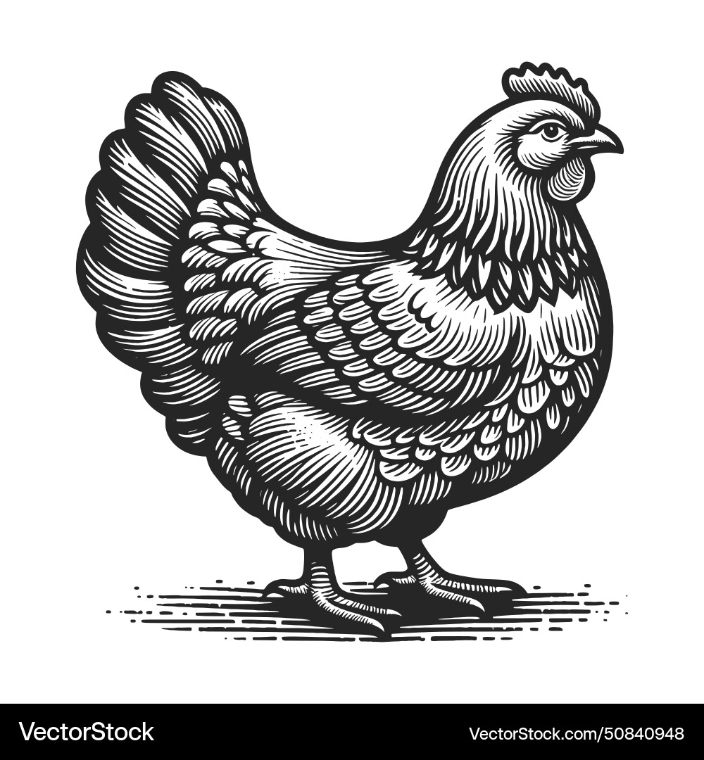 Hen chicken engraving sketch Royalty Free Vector Image