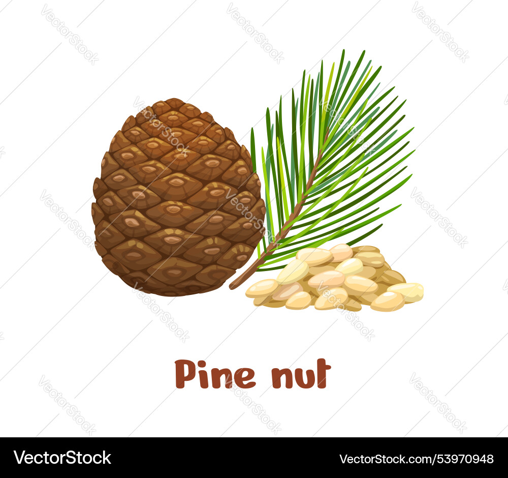 Pine nuts uncommon plant seed kernels for food Vector Image