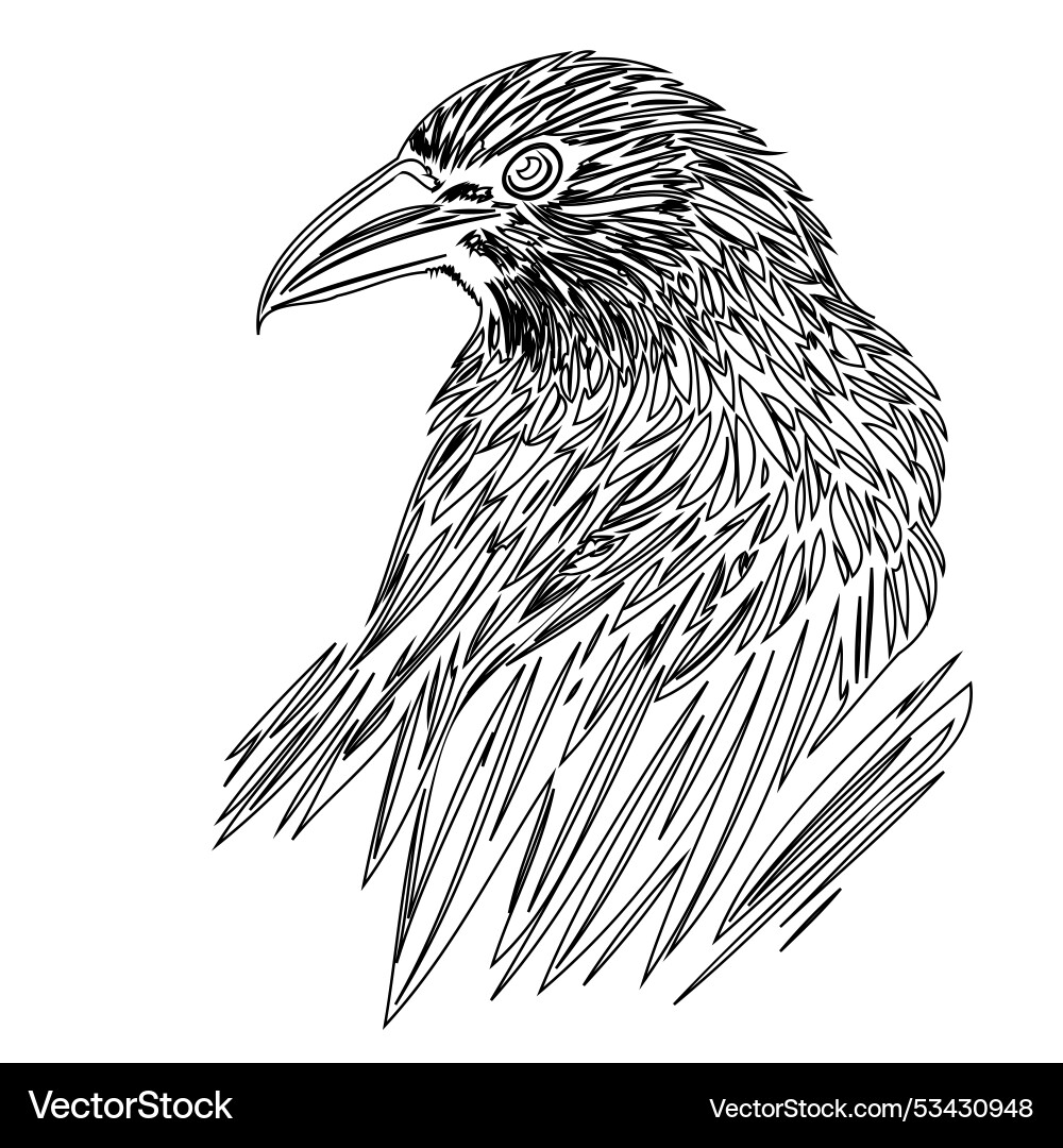 Raven or crow outline sketch Royalty Free Vector Image