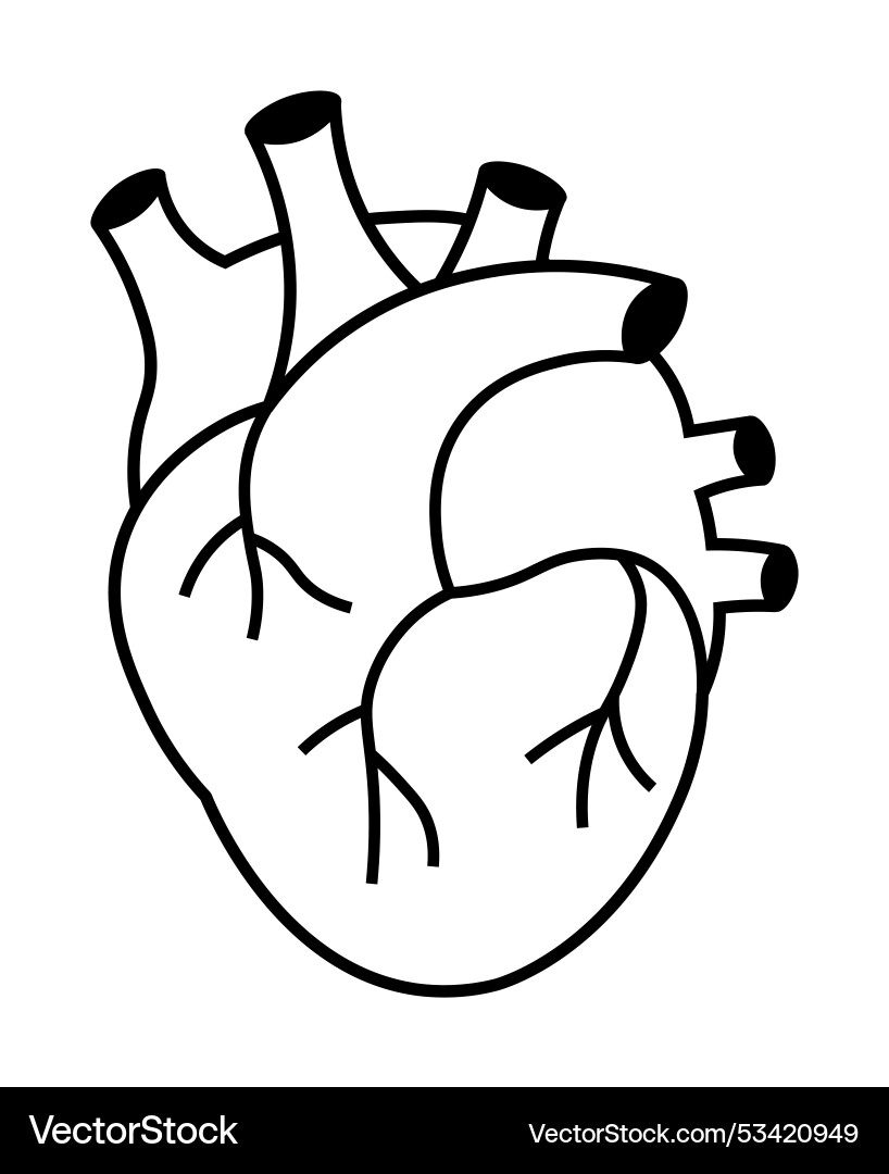 Anatomical heart diagram simplified black Vector Image