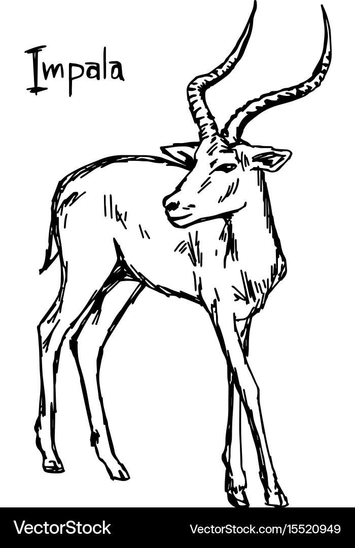 Impala - sketch hand drawn Royalty Free Vector Image