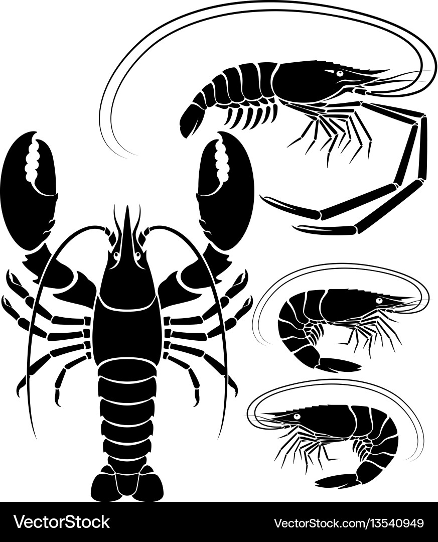 Prawn Shrimp King Vector Images (over 170)