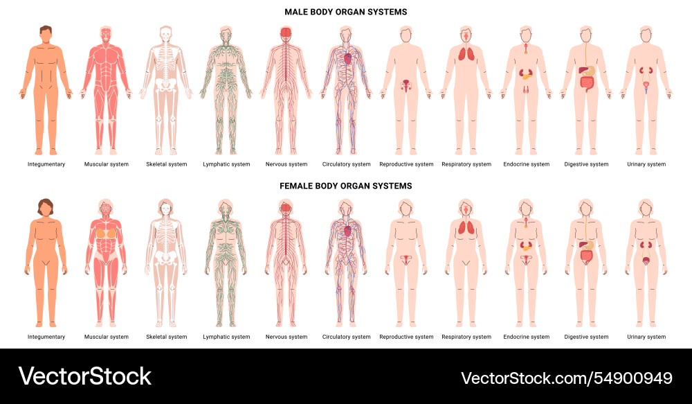 Man and woman bodies organ systems comparing Vector Image