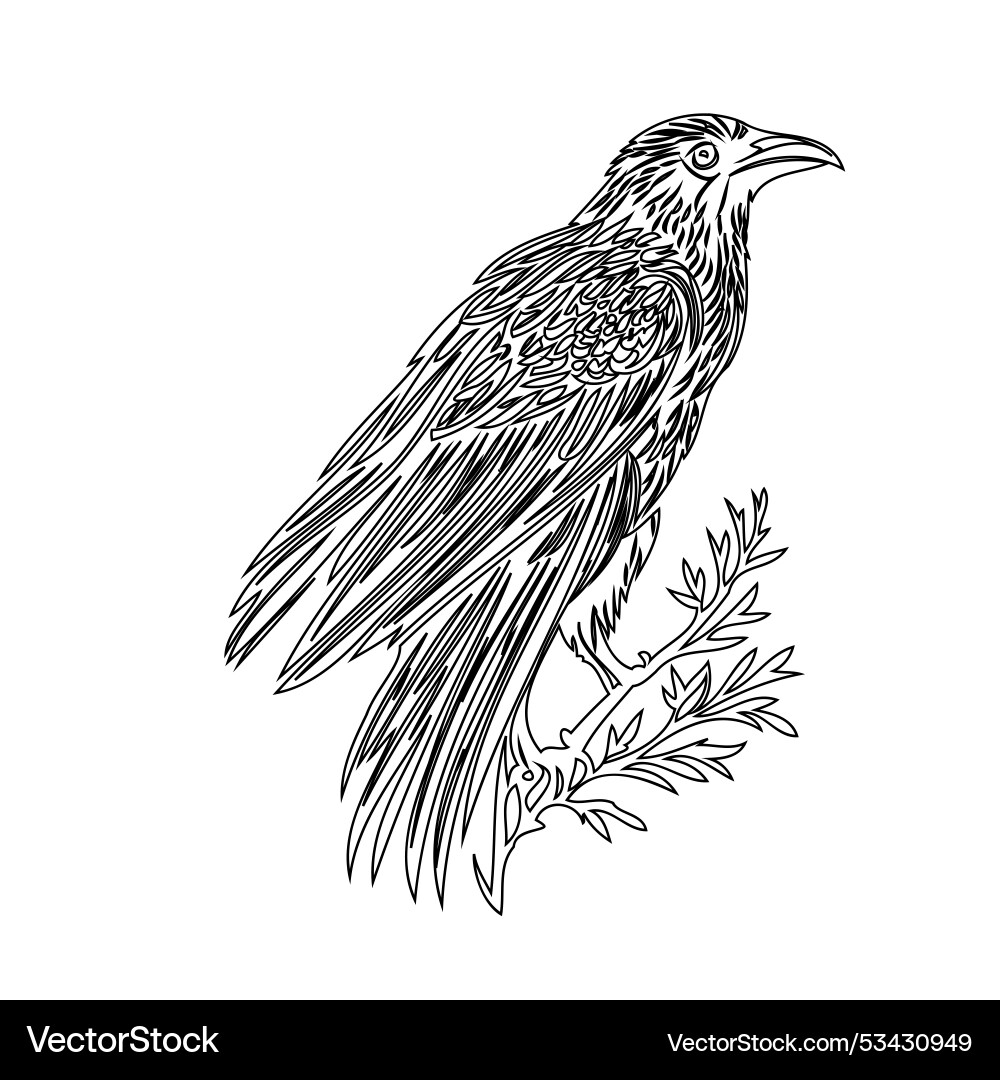 Raven or crow outline sketch Royalty Free Vector Image