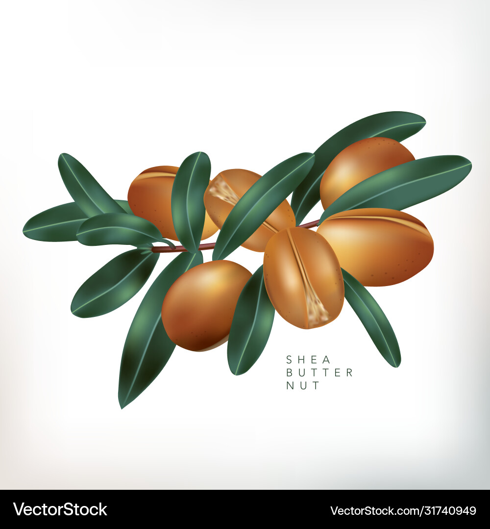 Shea butter nuts with leaves i Royalty Free Vector Image