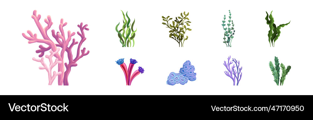 Corals and seaweed as growing underwater flora Vector Image