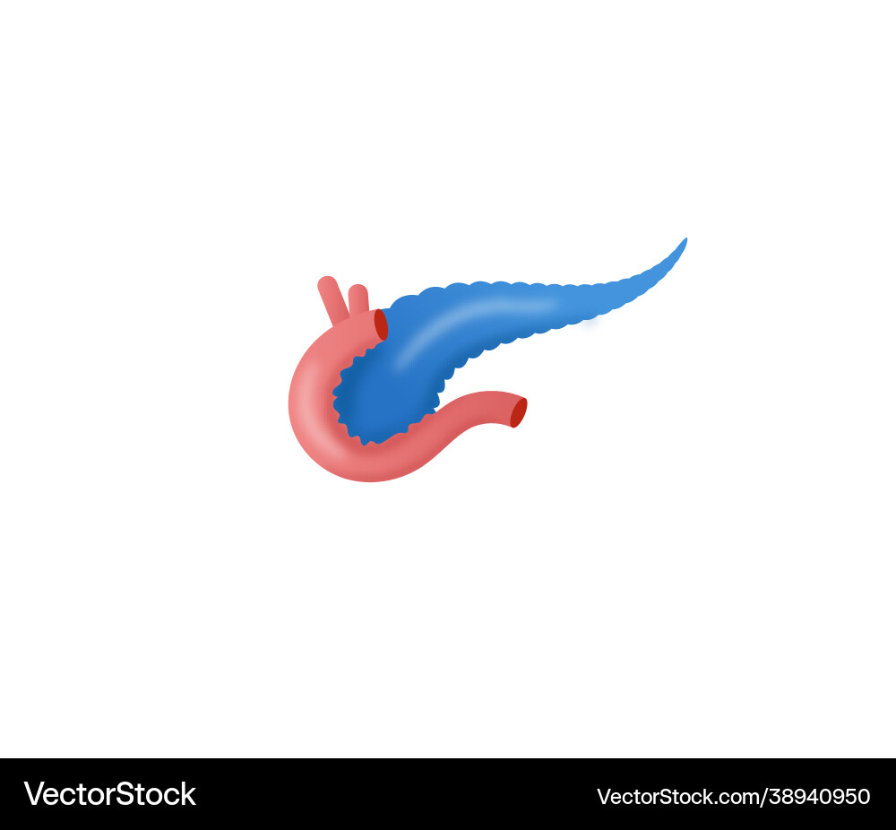 Pancreas organ Royalty Free Vector Image - VectorStock