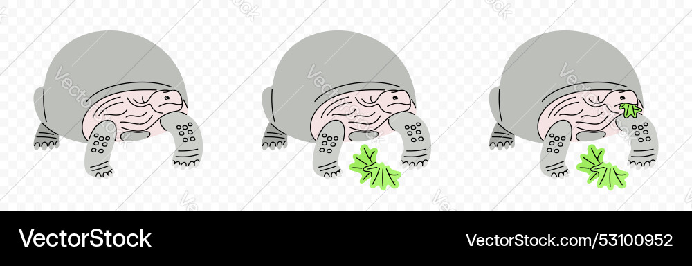 Galapagos giant tortoise and turtle Royalty Free Vector