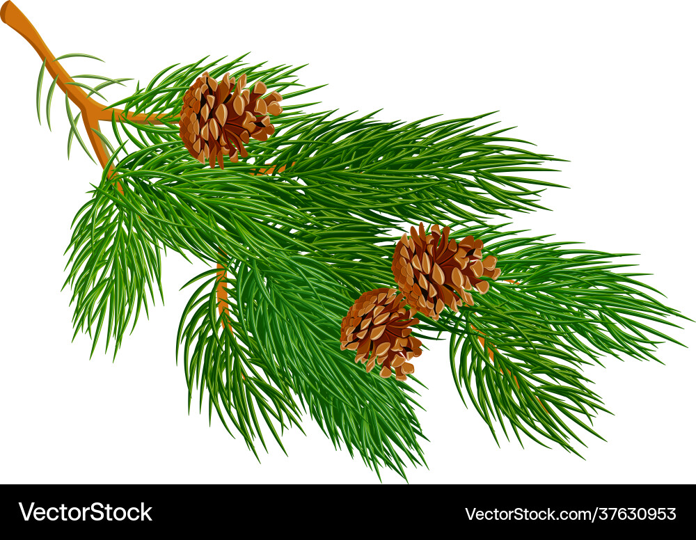 Cedar branch Royalty Free Vector Image - VectorStock