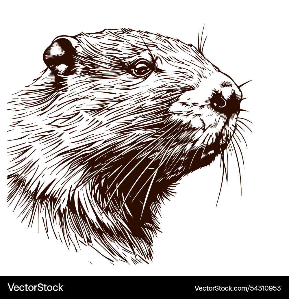 Engrave beaver in vintage hand Royalty Free Vector Image