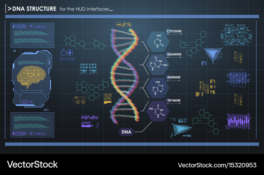 Hud infographic elements with dna structure Vector Image
