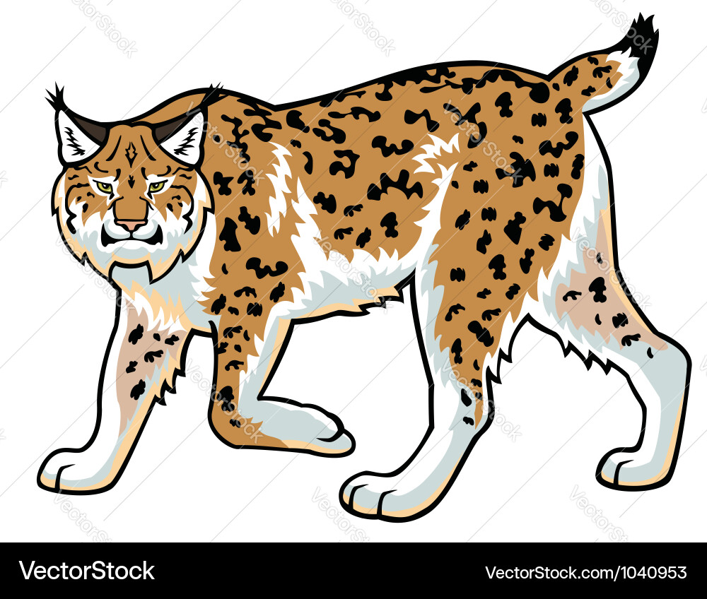 Lynx on white Royalty Free Vector Image - VectorStock