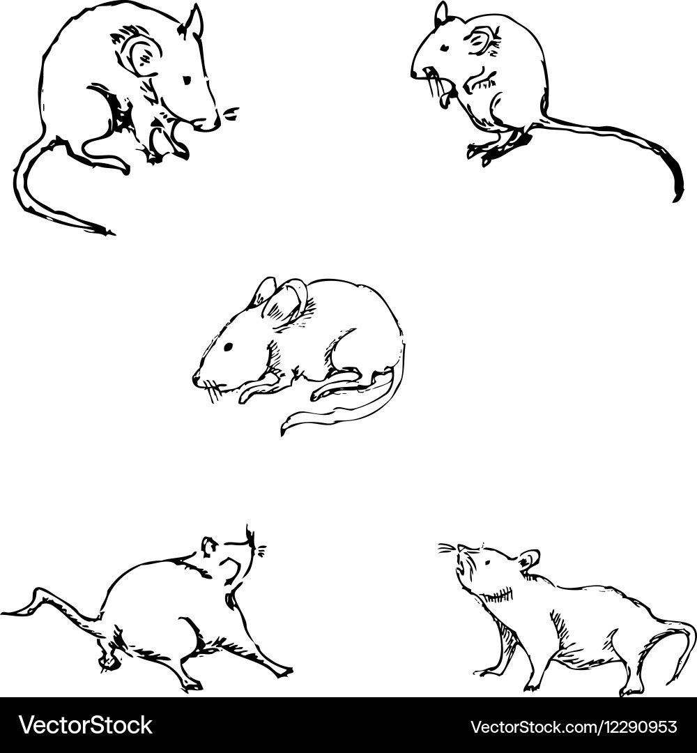 Mice a sketch by hand pencil drawing Royalty Free Vector