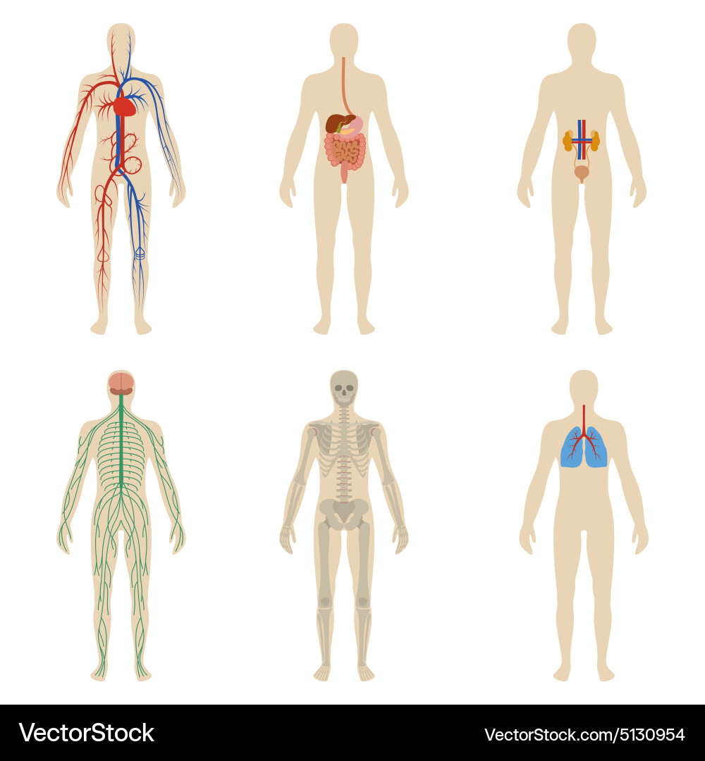 Human Organ Systems Diagram Royalty Free Vector Image