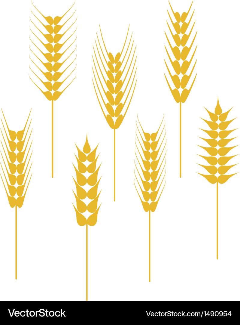 Wheat Royalty Free Vector Image - VectorStock