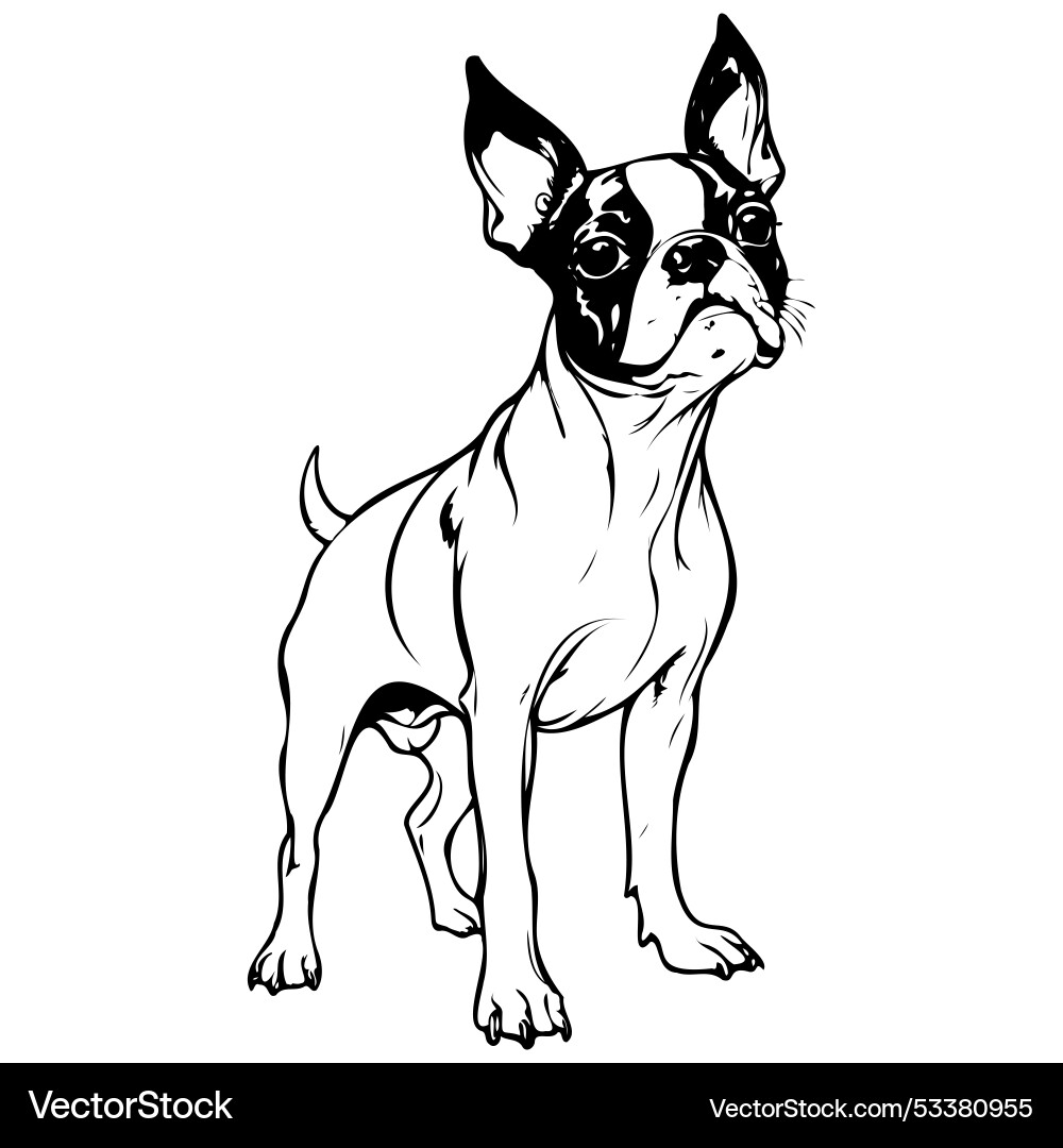 Boston terrier drawing vintage animal image Vector Image