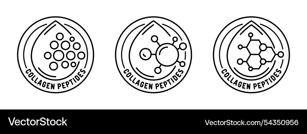 Collagen line icon connective tissue protein Vector Image