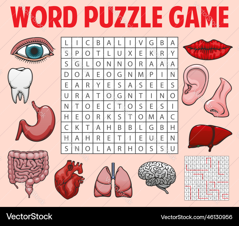 Human organs body parts word search puzzle game Vector Image