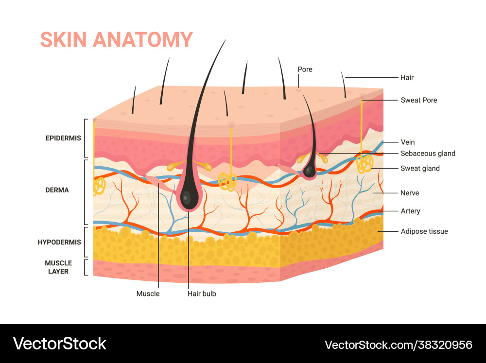 Human Skin Anatomy - Layered Structure Royalty Free Vector