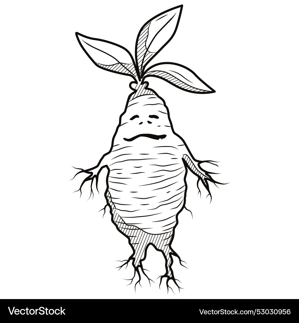 Magic mandragora hand drawn Royalty Free Vector Image