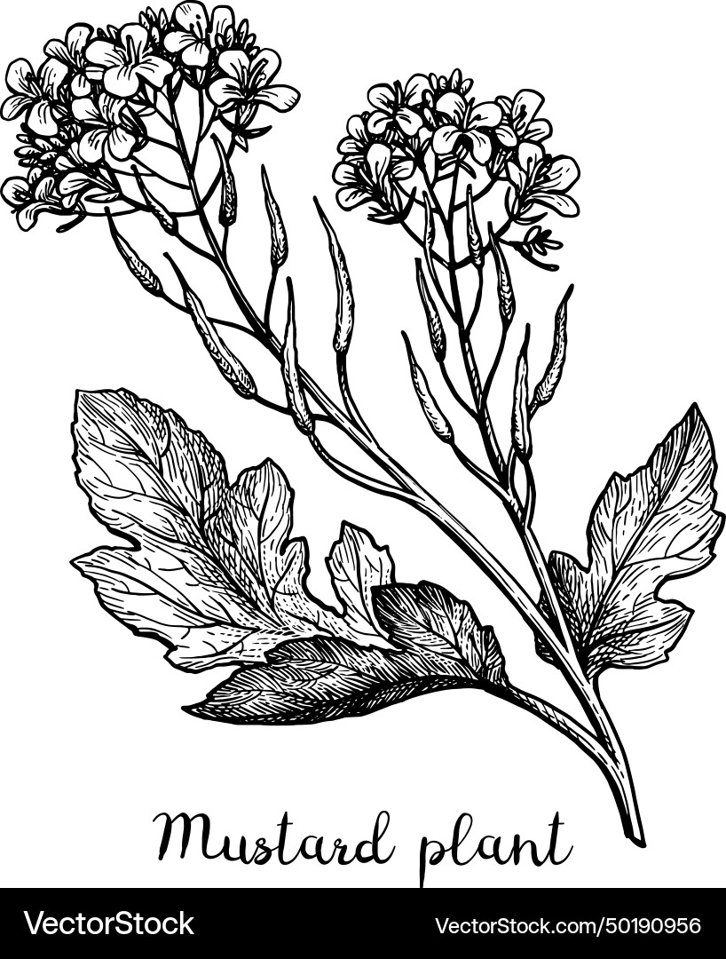 Mustard plant ink sketch Royalty Free Vector Image
