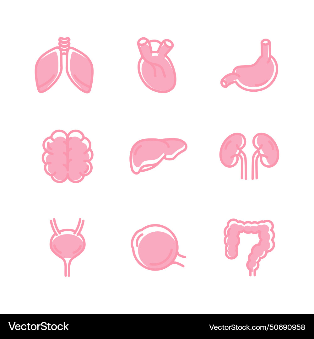 Human internal organs icon set Royalty Free Vector Image Human internal organs icon set Royalty Free Vector Image