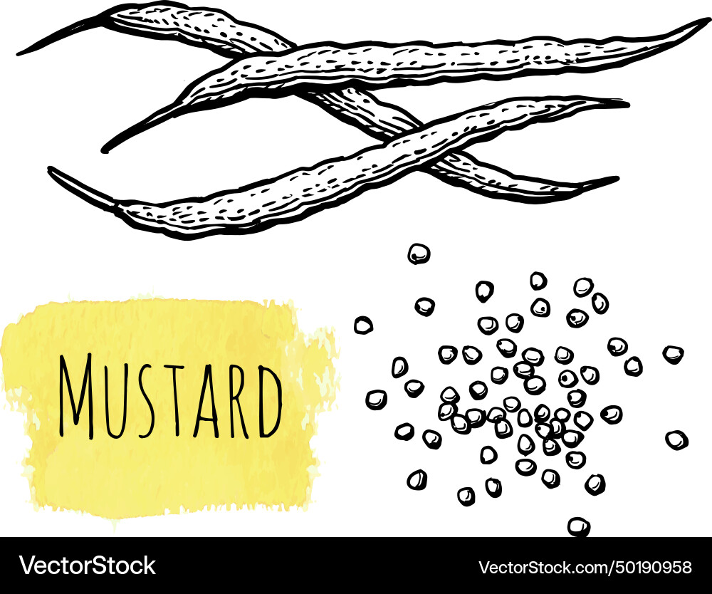 Mustard condiment ink sketch Royalty Free Vector Image