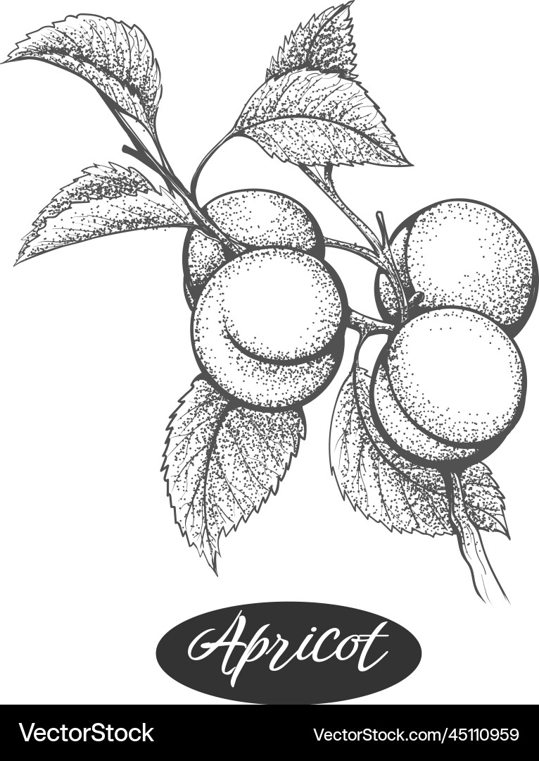 Apricots engraving branch Royalty Free Vector Image