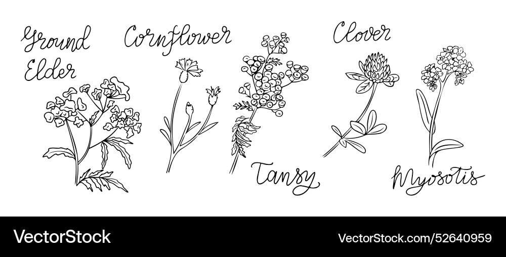 Meadow flowers contour doodle set with calligraphy