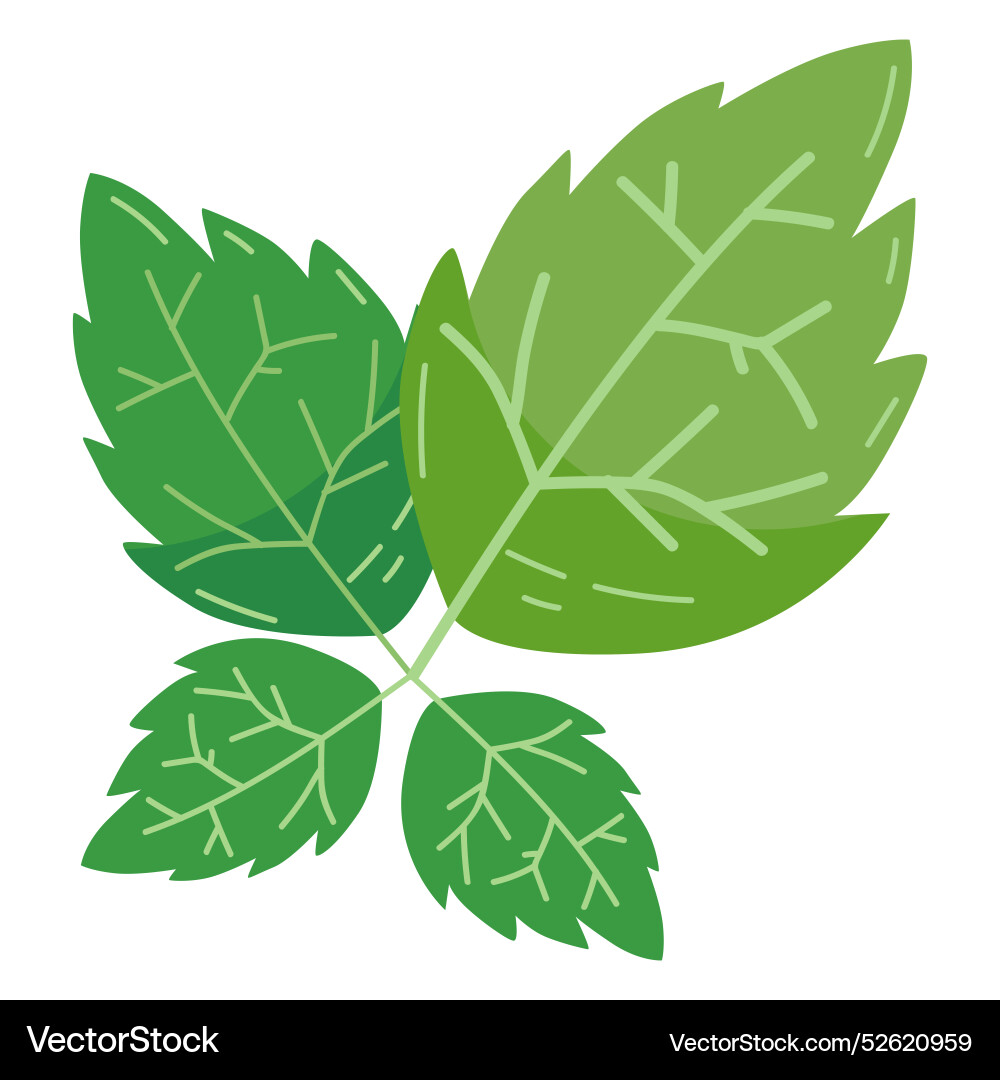 Mint leaf vegetable cartoon Royalty Free Vector Image