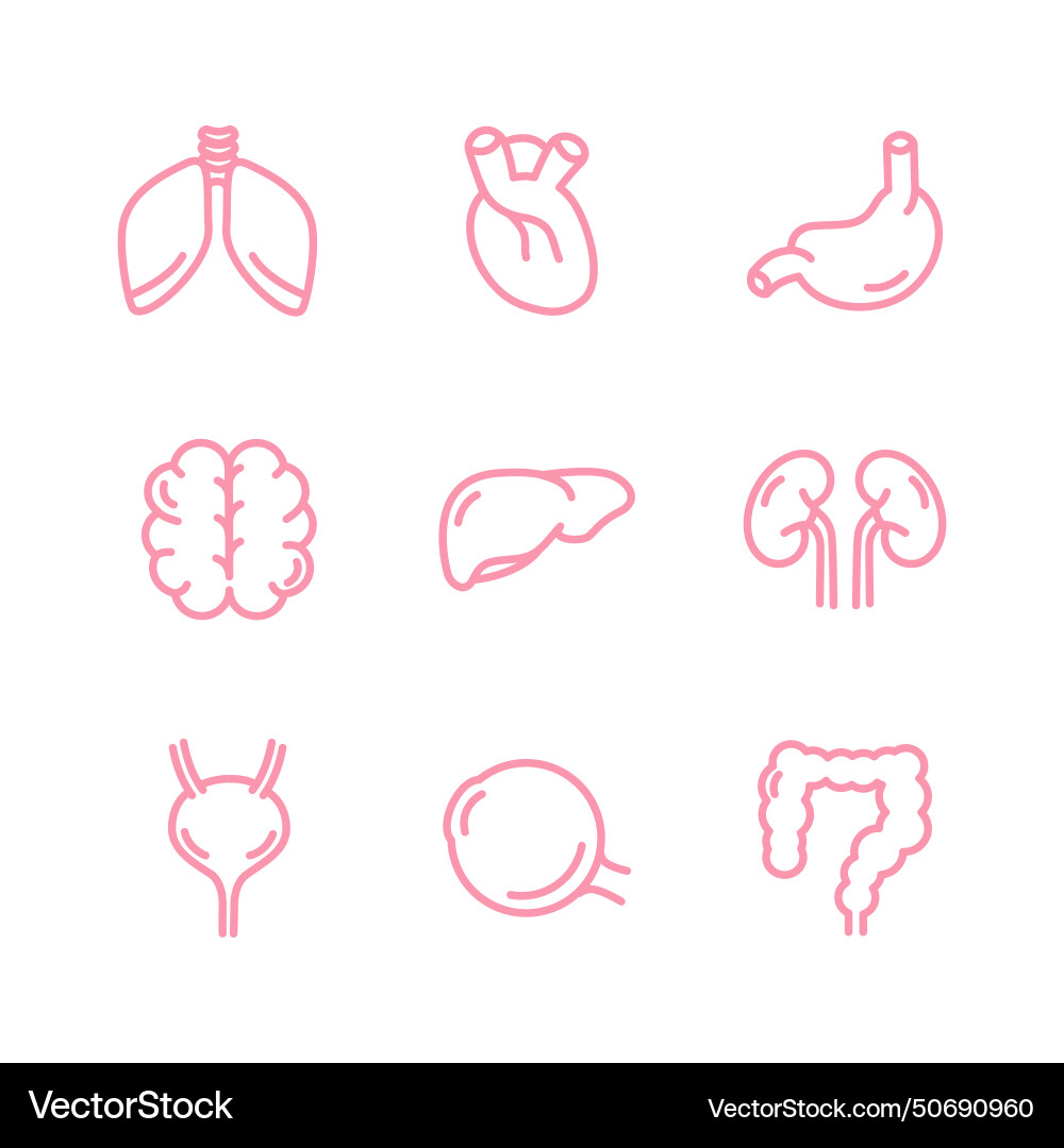 Human internal organs icon set Royalty Free Vector Image Human internal organs icon set Royalty Free Vector Image