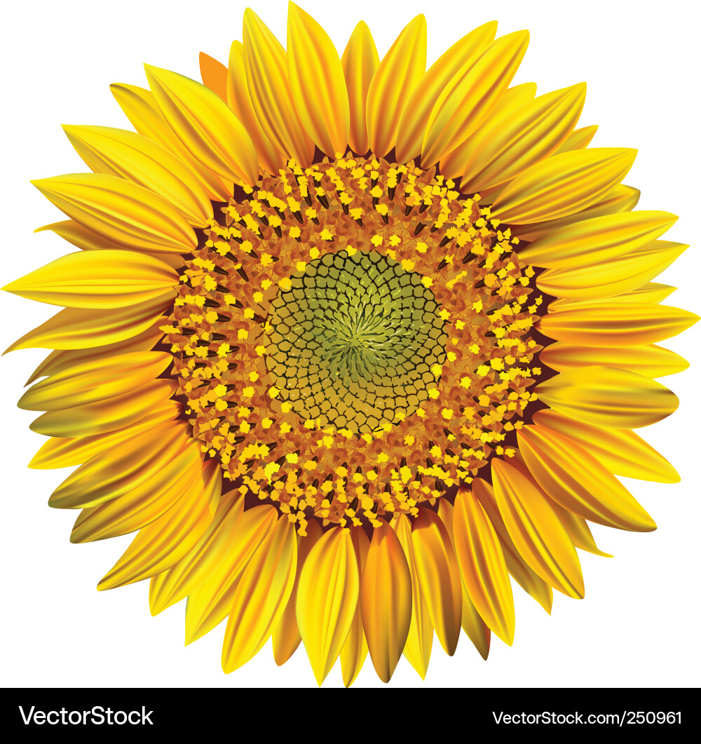Sunflower Royalty Free Vector Image - VectorStock