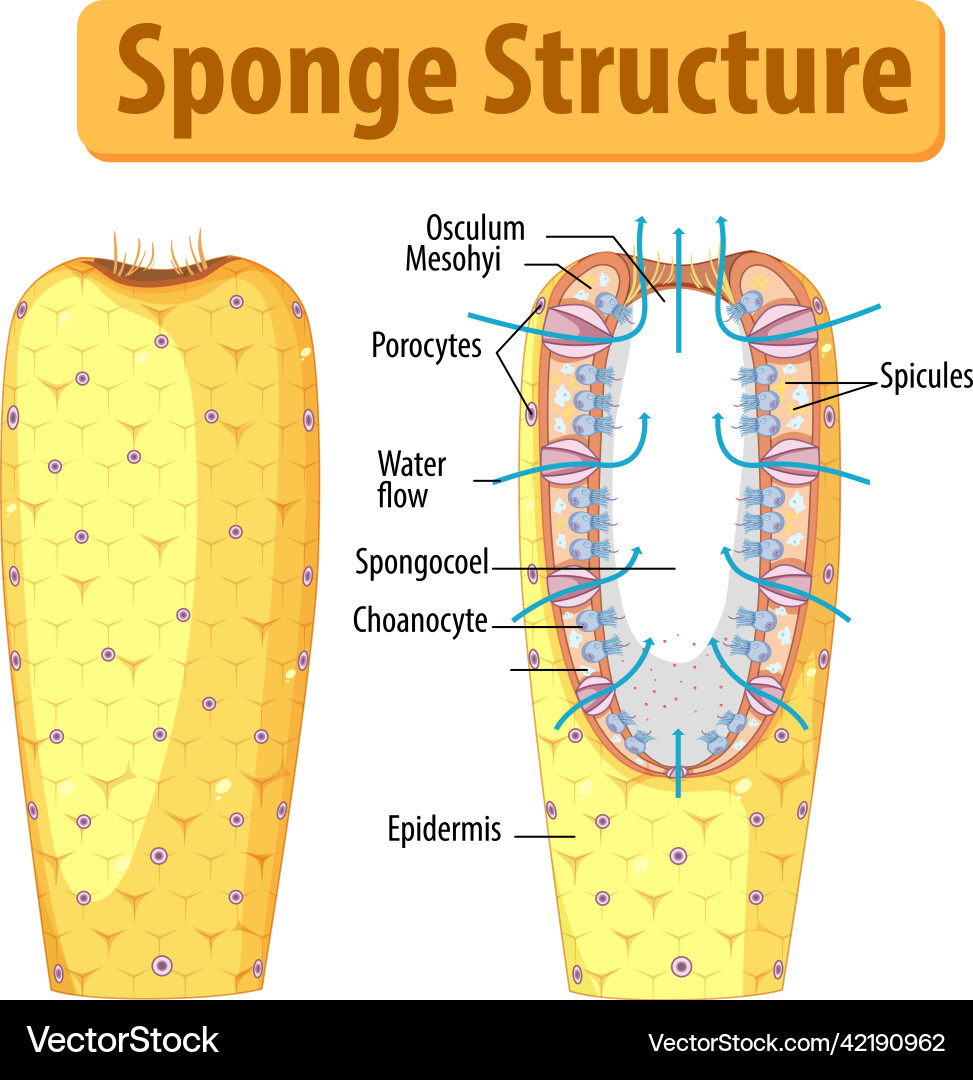 Diagram showing structure of sponge Royalty Free Vector