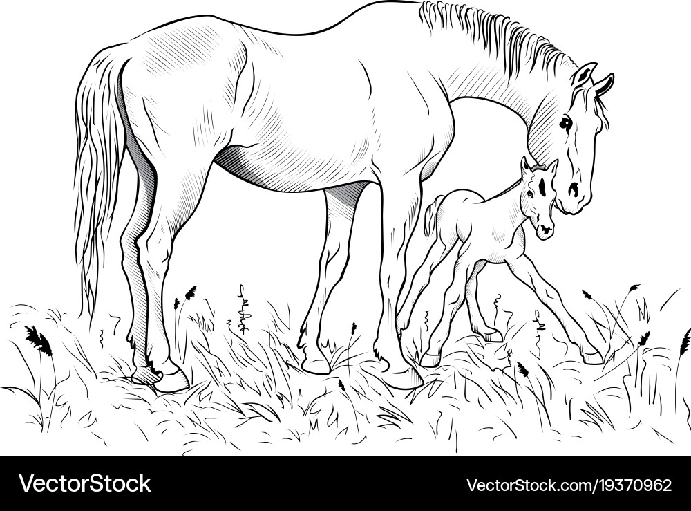 Mare and foal Royalty Free Vector Image - VectorStock
