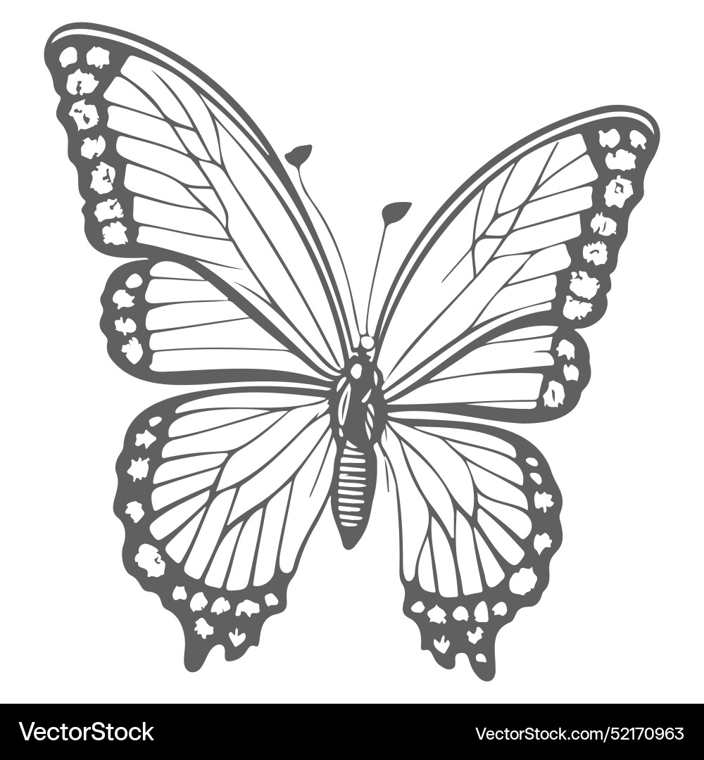 Animal butterfly sketch grey Royalty Free Vector Image