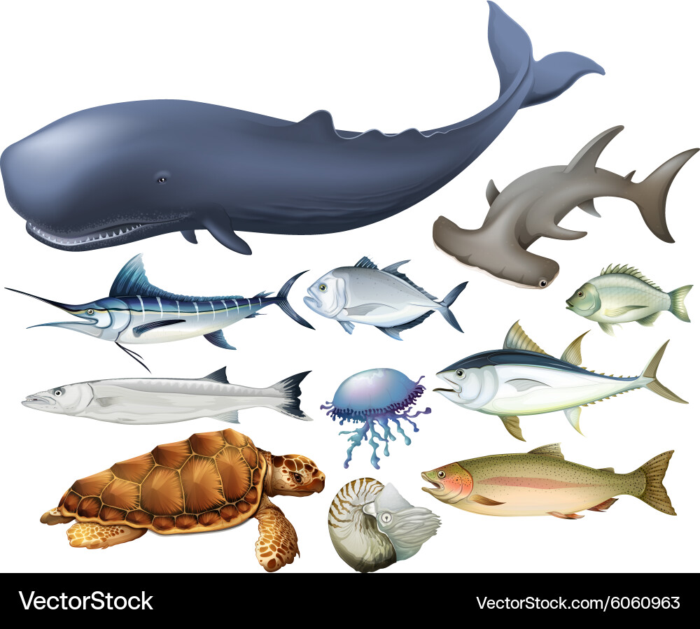 Diverse Aquatic Animals Royalty Free Vector Image