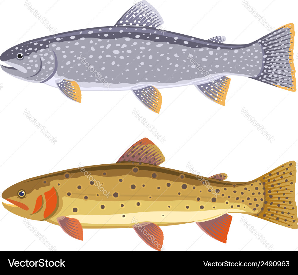 Lake trout and cutthroat Royalty Free Vector Image